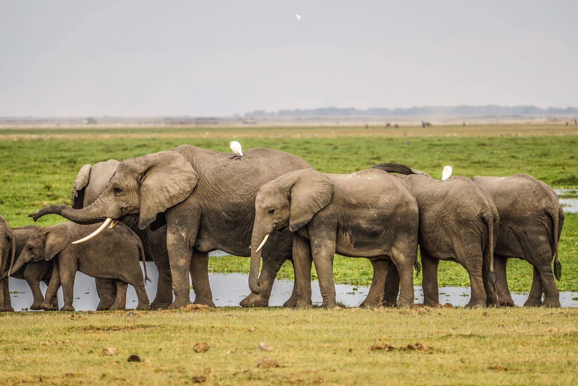 9 day Kenya safari itinerary with maps & budget | NomadsFix